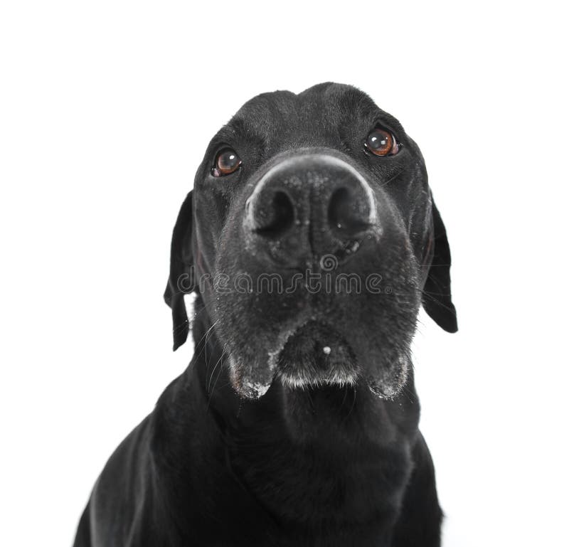 5,237 Sad Labrador Stock Photos - Free & Royalty-Free Stock Photos from ...