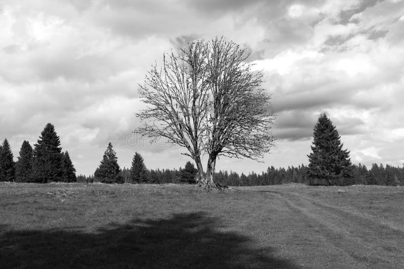 A Sad Landscape with a Dried Tree in a Center of Meadow Monochromatic ...