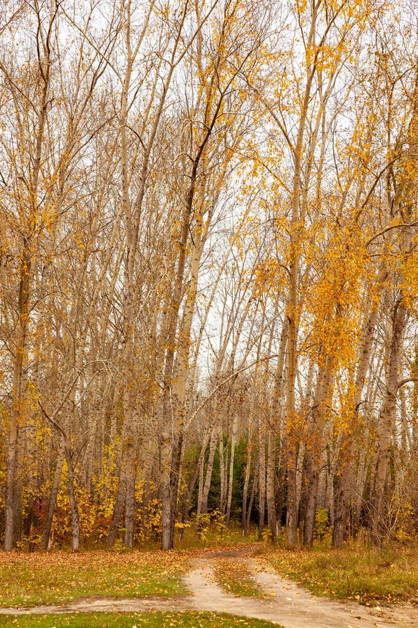 Sad Landscape with Yellow Trees. Stock Photo - Image of nature, fall ...