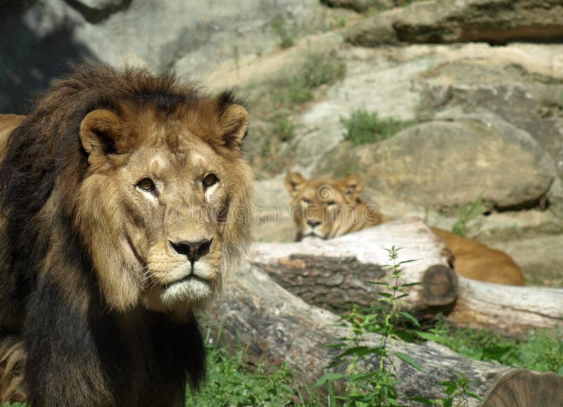 Sad lion stock photo. Image of safari, eyes, dangerous - 10812104