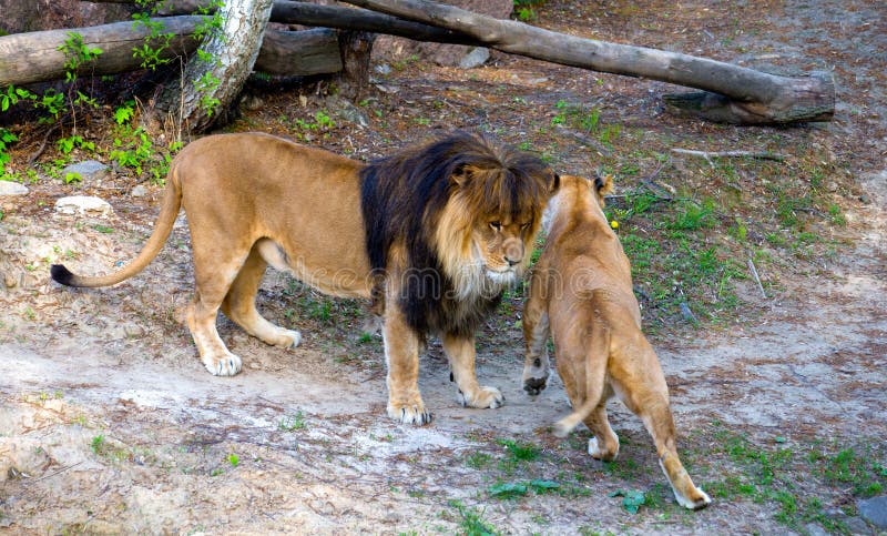 115 Sad Lioness Stock Photos - Free & Royalty-Free Stock Photos from ...