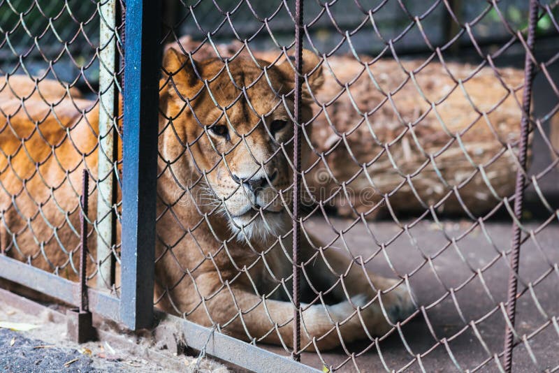 126 Sad Lioness Stock Photos - Free & Royalty-Free Stock Photos from ...