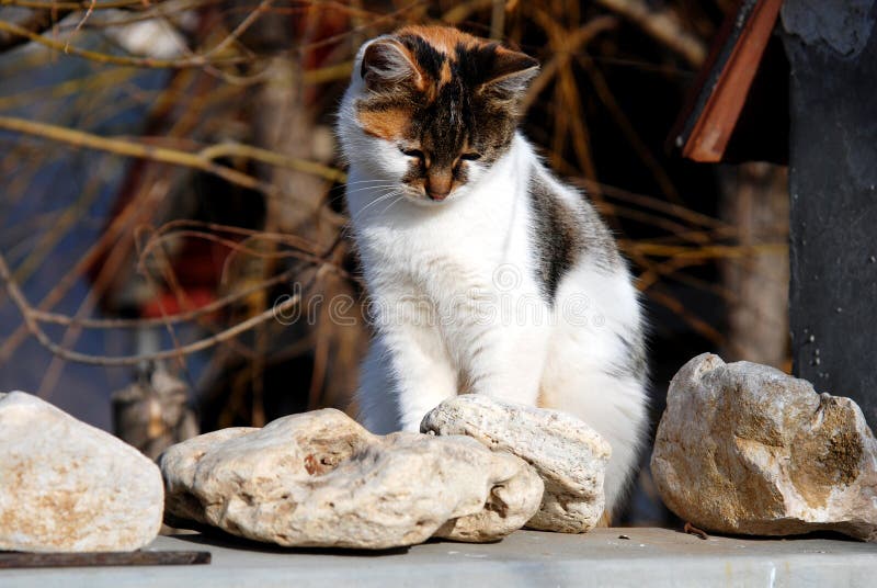Sad little cat stock image. Image of fence, stony, nature - 7925537