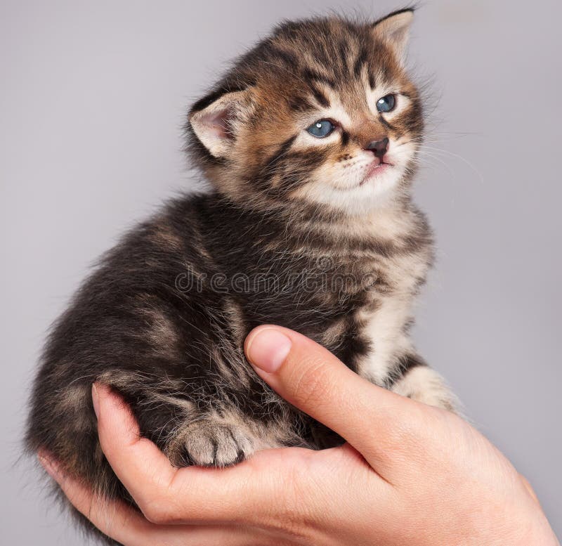 Sad Little Grey Kitten Playing On A White Background Stock Image ...