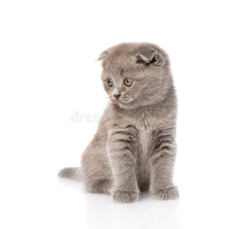 Sad Little Kitten Looking Away Isolated White Background Stock Photos ...
