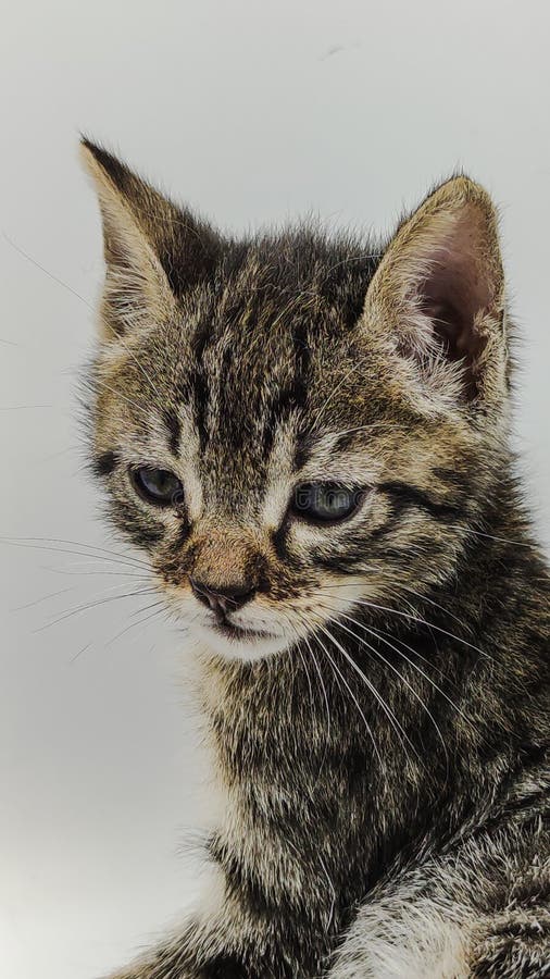 Sad Little Kitten Looking at Infinity Stock Photo - Image of treasures ...