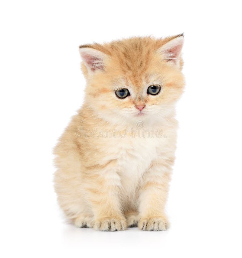 Sad Little Kitten on White Background Stock Image - Image of furry ...