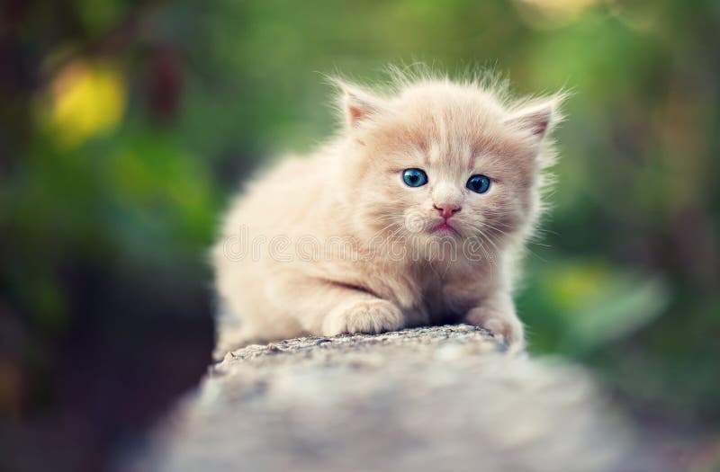 16,234 Sad Kitty Stock Photos - Free & Royalty-Free Stock Photos from ...