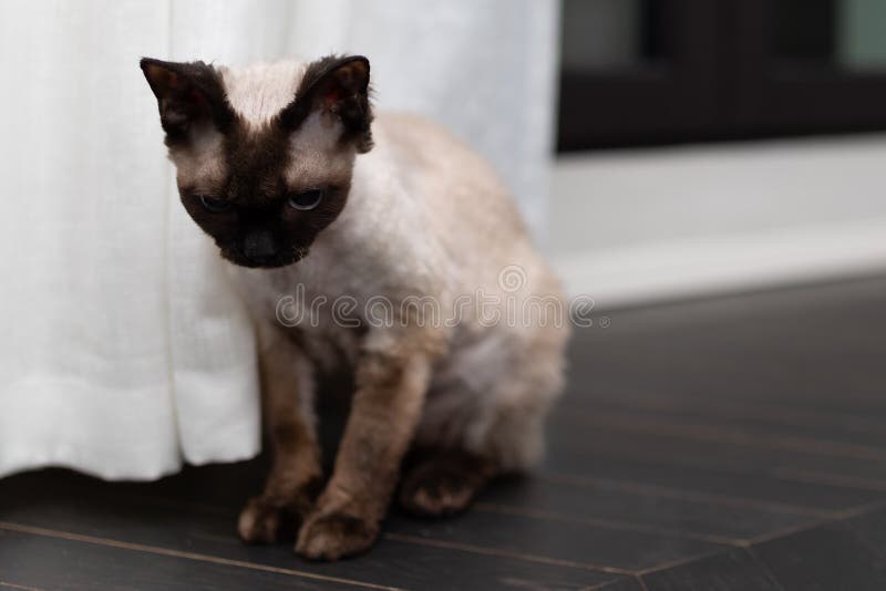 Sad Little Kitty. Devon Rex Cat Blu Point Type in the Home Interior ...