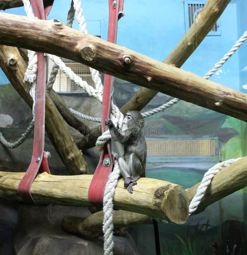 Sad Little Monkey in an Aviary Sitting on a Tree Stock Photo - Image of ...