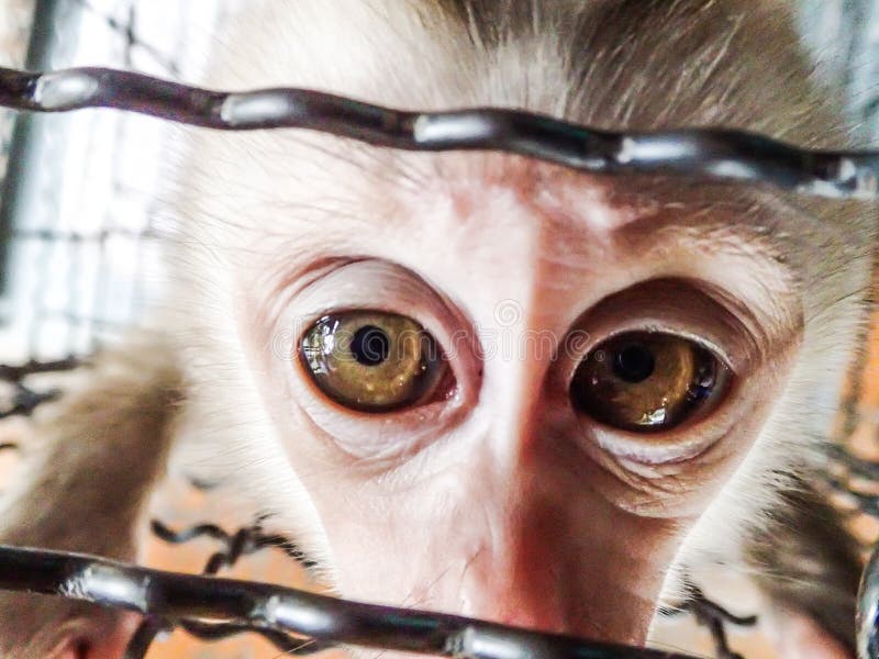 Sad Little Monkey in a Cage Stock Image - Image of mammal, though: 46015931