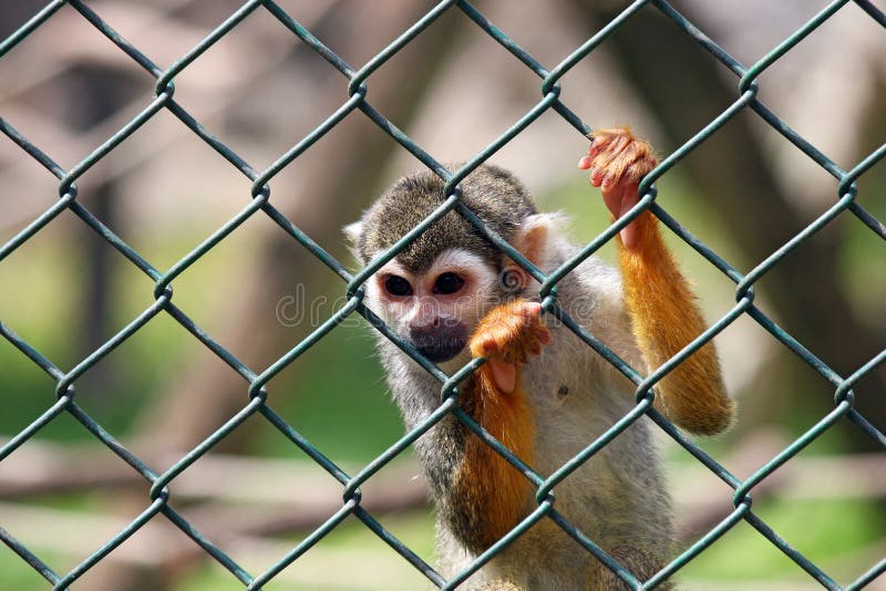 Sad little monkey stock photo. Image of face, eyes, cage - 92944780
