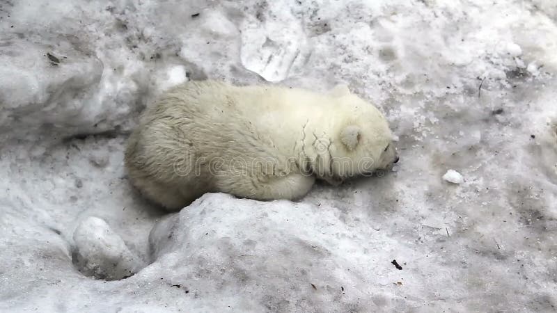 She-bear with Bear Cubs Stand on Snow Stock Footage - Video of cold ...