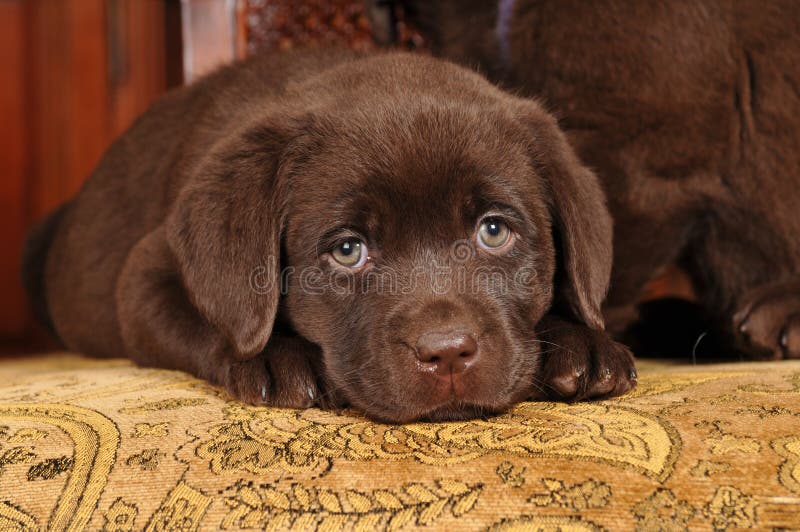 Sad little puppy stock image. Image of labrador, looking - 22908533