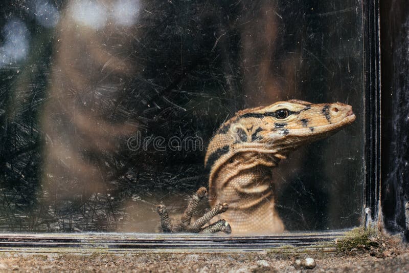 Sad Lizard Behind Glass in the Zoo Stock Photo - Image of natural ...