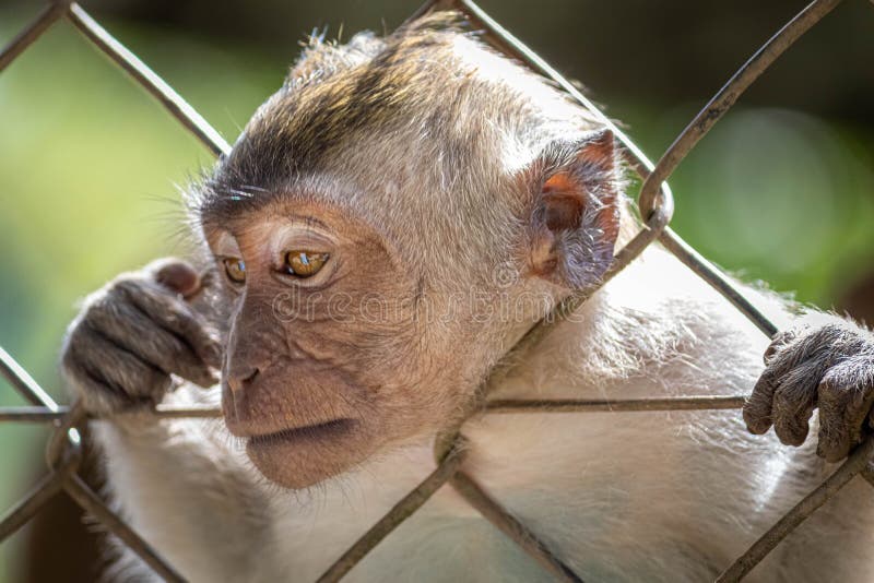 Sad Locked Monkey in the Zoo Stock Photo - Image of hair, head: 157635272