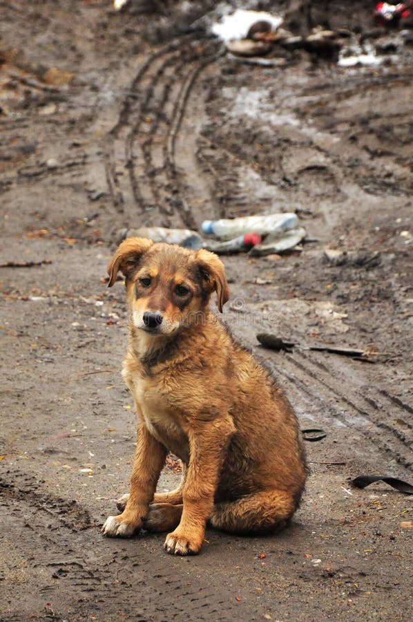 Sad and Lonely stock photo. Image of street, animal, sadness - 13952552