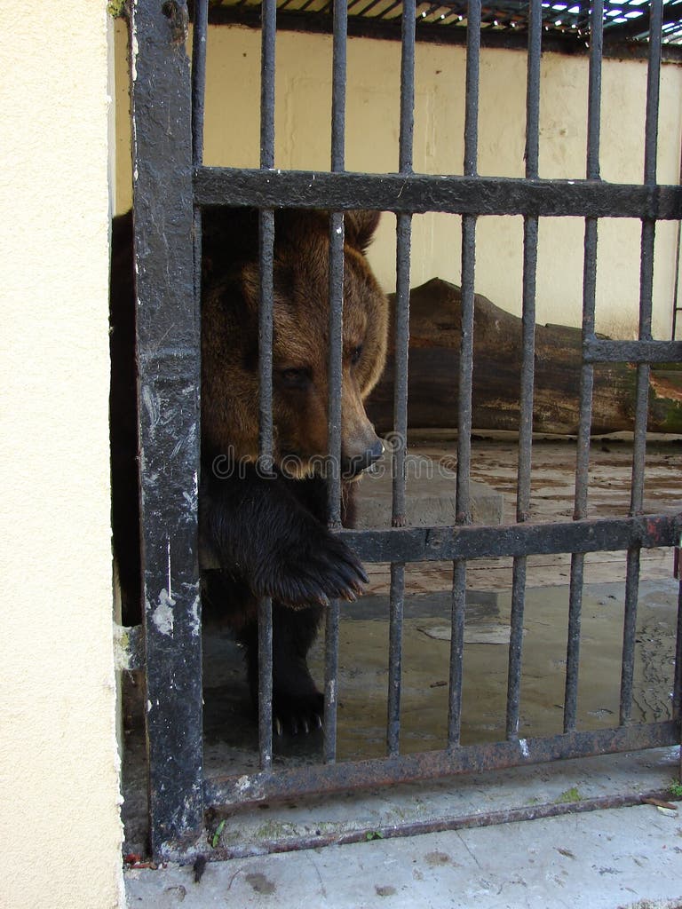 2,096 Bear Cage Stock Photos - Free & Royalty-Free Stock Photos from ...