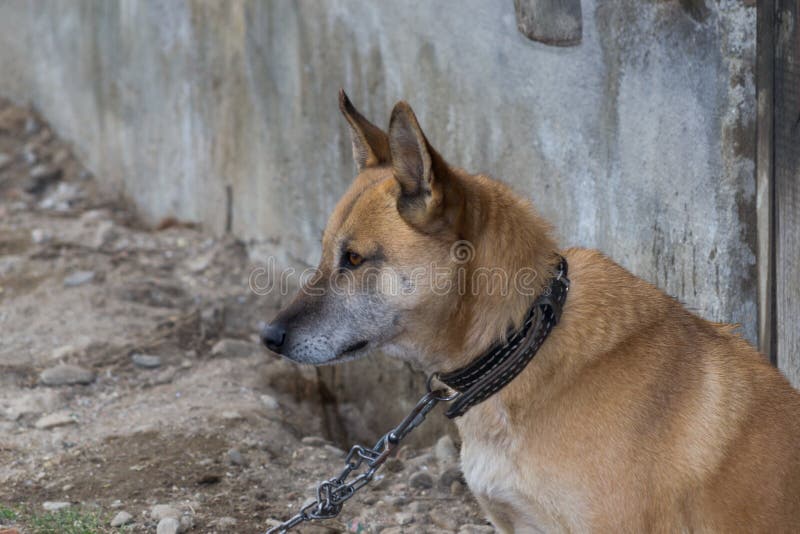 Sad lonely dog chained stock image. Image of metal, abandoned - 140407069