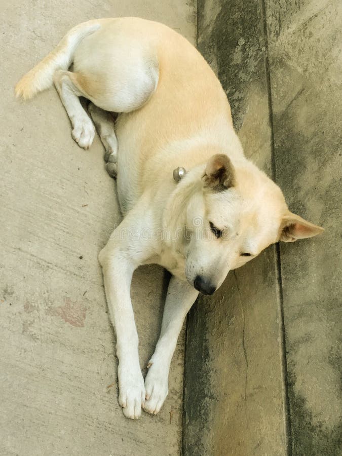 Sad and Lonely Dog on the Floor,a Very Sad Puppy Stock Photo - Image of ...
