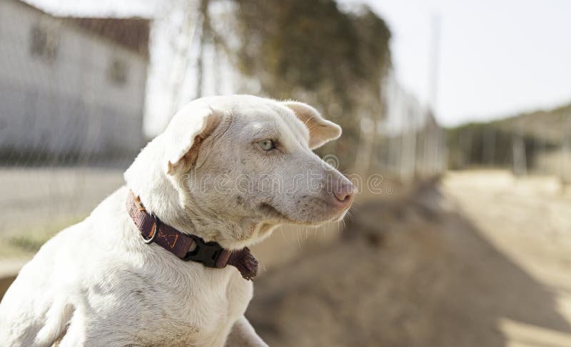 Sad lonely dog stock photo. Image of dogs, breed, detail - 80275502