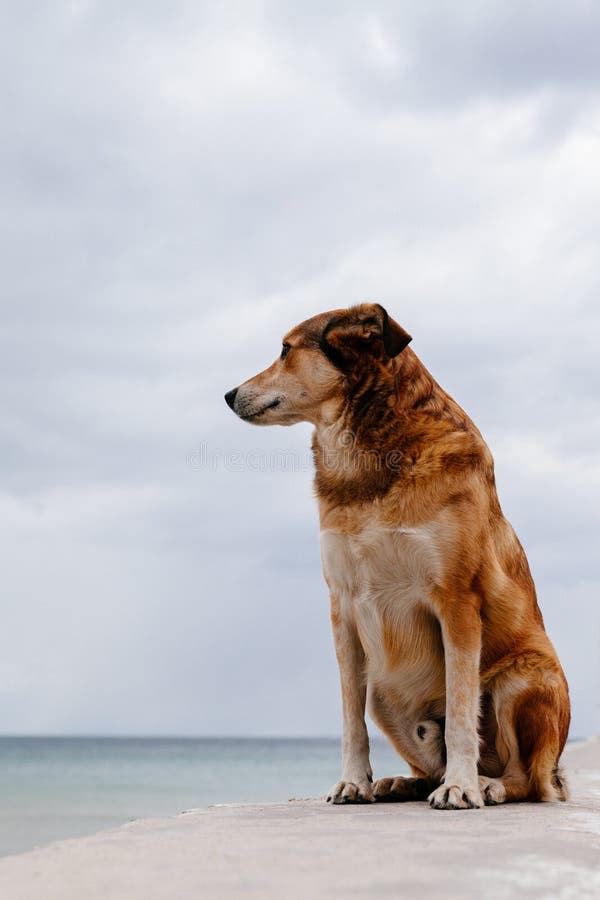 Sad and Lonely Dog Sits on a City Beach Stock Photo - Image of puppy ...