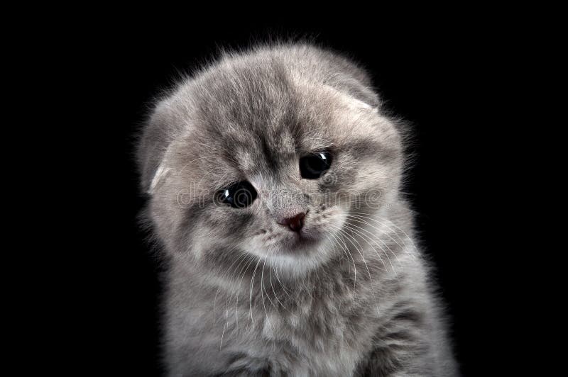 Saddest Kitten