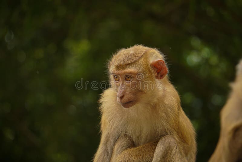 Sad Lonely Monkey on the Hill, Monkey Hill in Phuket Stock Photo ...