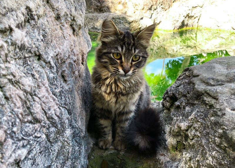 Sad look of a cat. stock photo. Image of alone, funny - 149168360