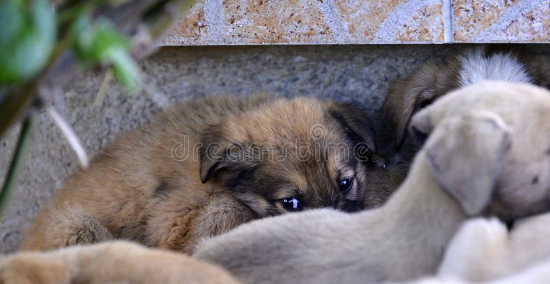 Sad Look of a Stray Puppies Stock Photo - Image of nature, animal ...
