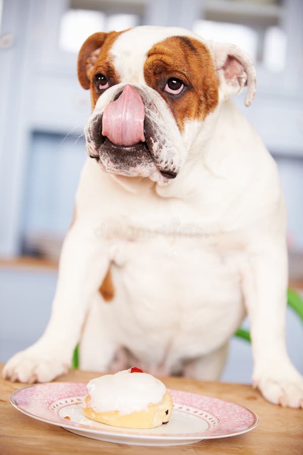 Sad Looking British Bulldog Tempted by Iced Bun Stock Image - Image of ...