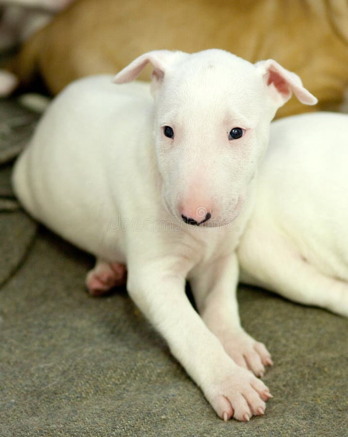 Sad Looking Bull Terrier Puppy Stock Photo - Image of terrier, small ...