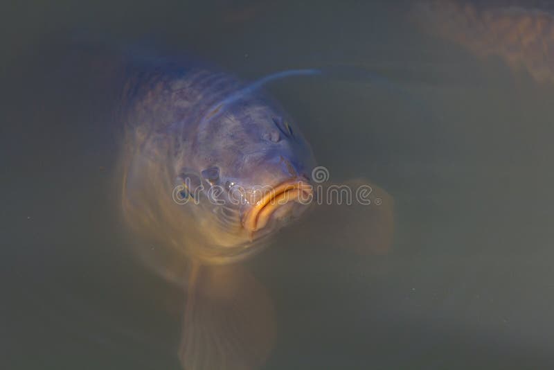 963 Sad Fish Photos - Free & Royalty-Free Stock Photos from Dreamstime