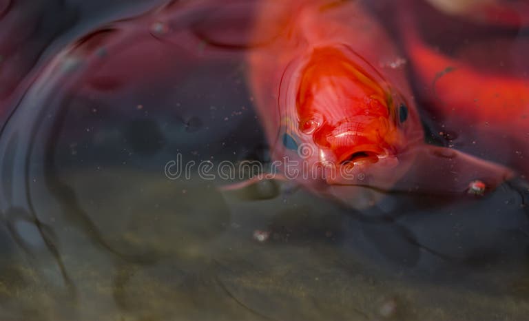 1,496 Sad Fish Stock Photos - Free & Royalty-Free Stock Photos from ...