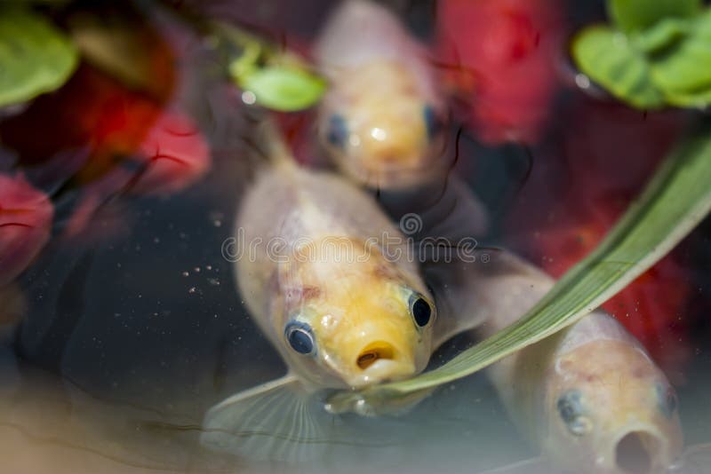 Sad Looking Fish at Surface of Pond Stock Image - Image of freshness ...