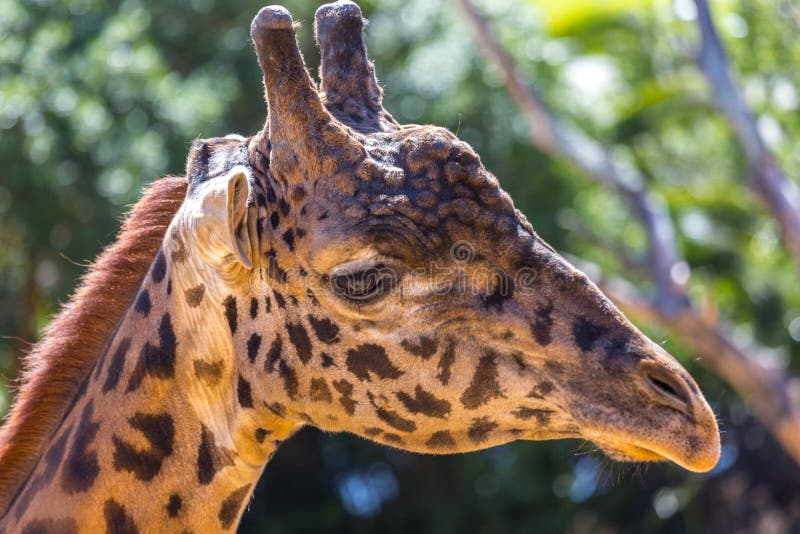 211 Sad Giraffe Stock Photos - Free & Royalty-Free Stock Photos from ...