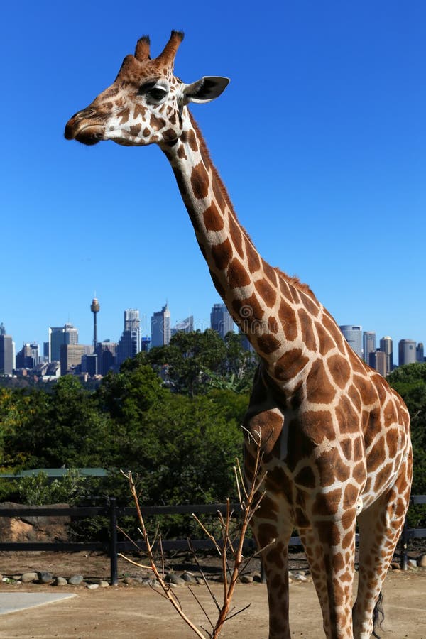 211 Sad Giraffe Stock Photos - Free & Royalty-Free Stock Photos from ...