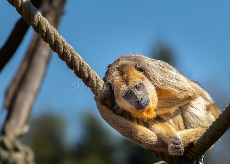 Sad looking howler monkey stock image. Image of sitting - 144981069