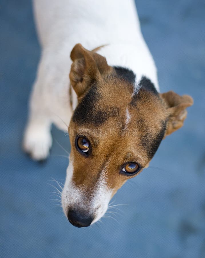 Sad Looking Jack Russel Dog Stock Image - Image of doggy, front: 19752027