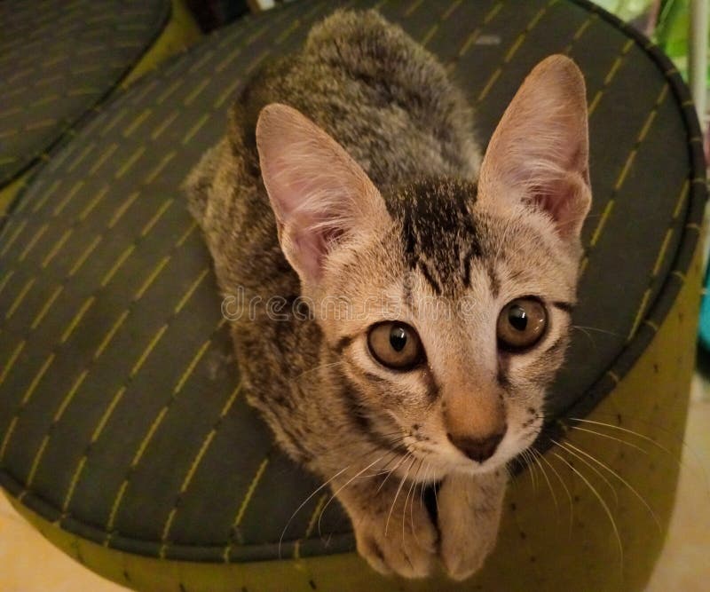 Sad Looking Kitten Teary Eyes Stock Image - Image of kitten, teary ...