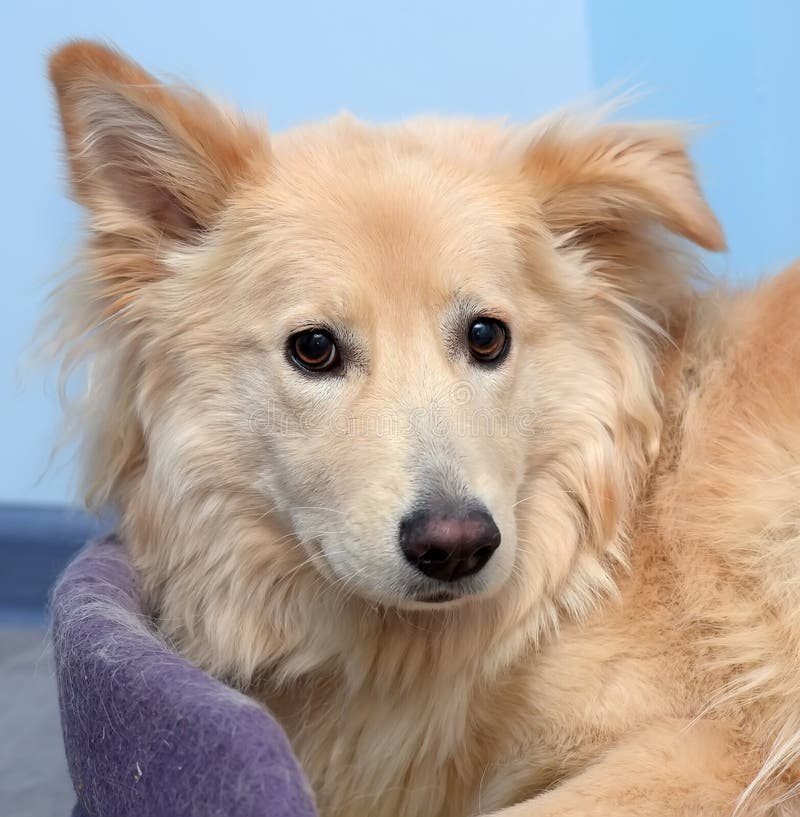 Sad Looking Lying on the Floor Beige Fluffy Dog Half-breed Stock Image ...