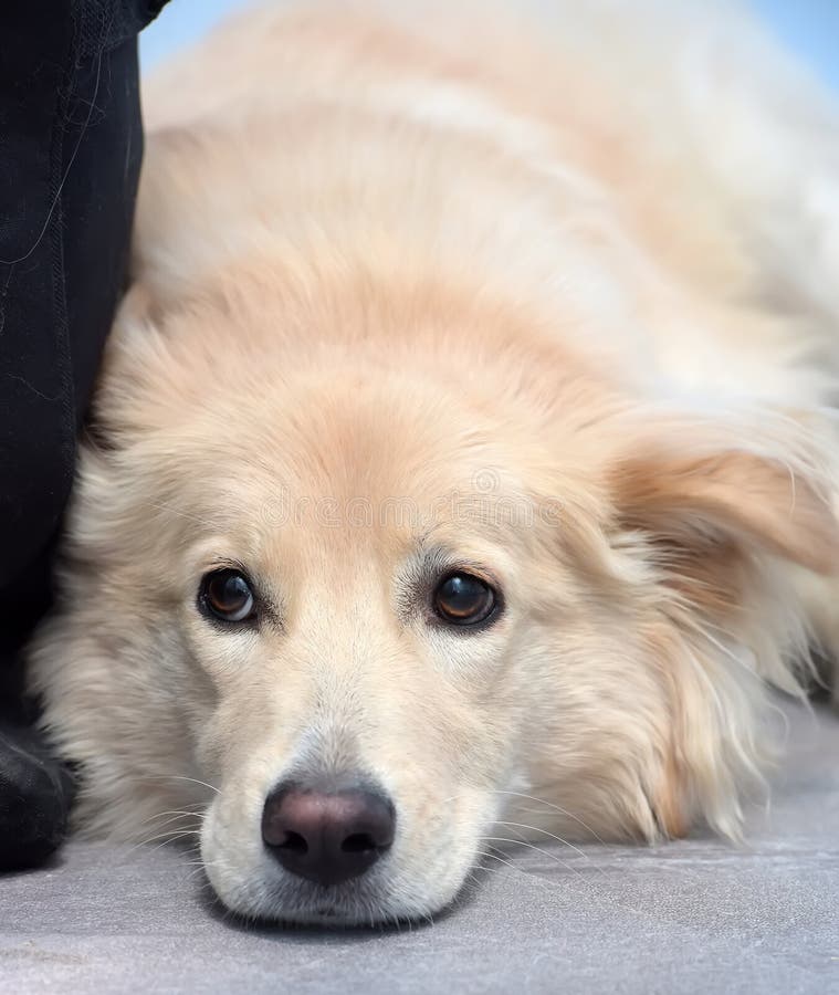 Sad Looking Lying on the Floor Beige Fluffy Dog Half-breed Stock Image ...
