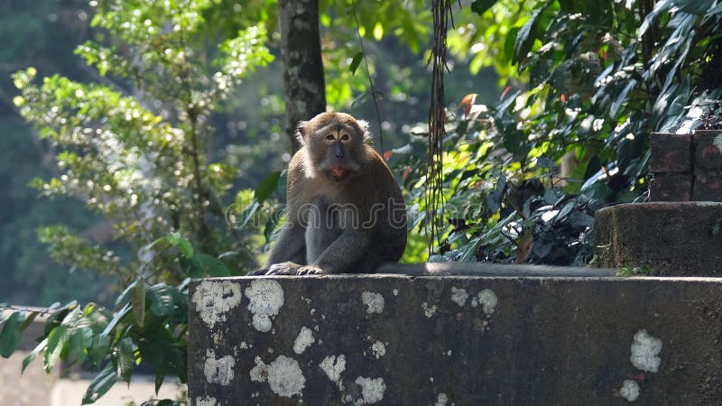 A Sad Looking Monkey in the Forest Stock Image - Image of solo, forest ...
