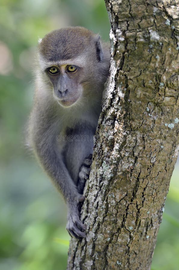 Sad looking monkey in tree stock image. Image of unhappy - 30553433