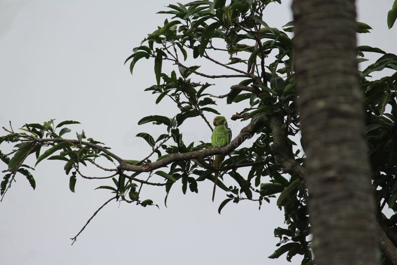 5,094 Sad Bird Stock Photos - Free & Royalty-Free Stock Photos from ...