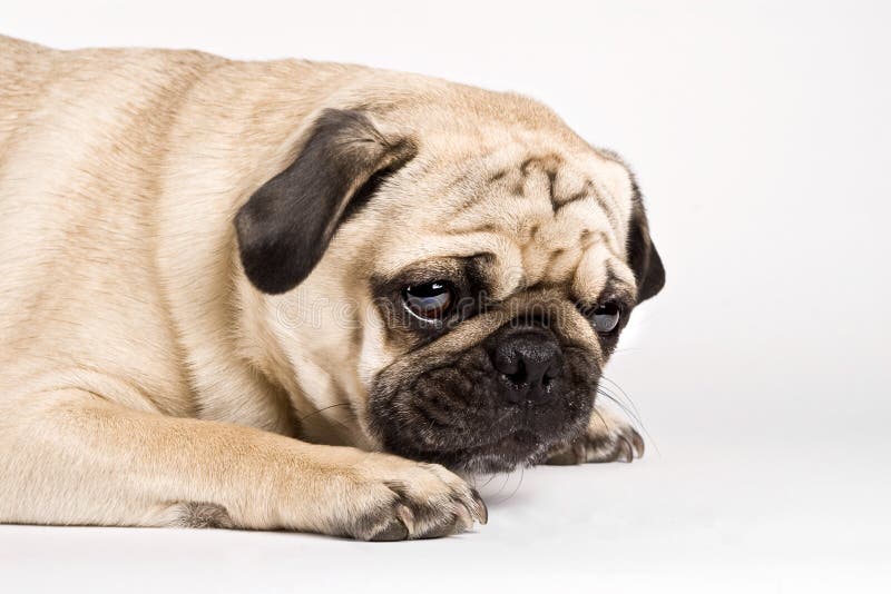 Fat pug dog stock photo. Image of green, overweight, summer - 33268454