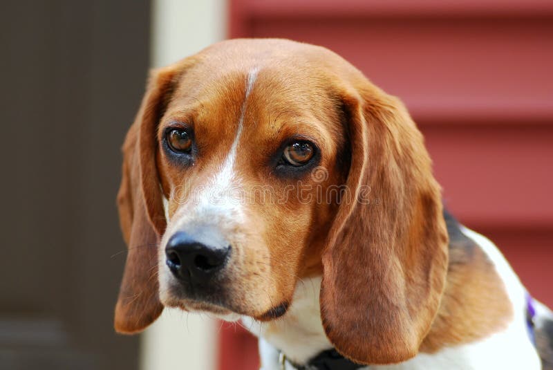 Sad beagle puppy stock image. Image of nose, domestic - 14109307