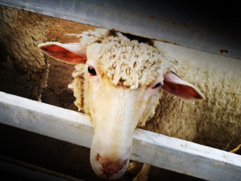 Sad looking sheep stock photo. Image of nick, wool, poor - 86874012