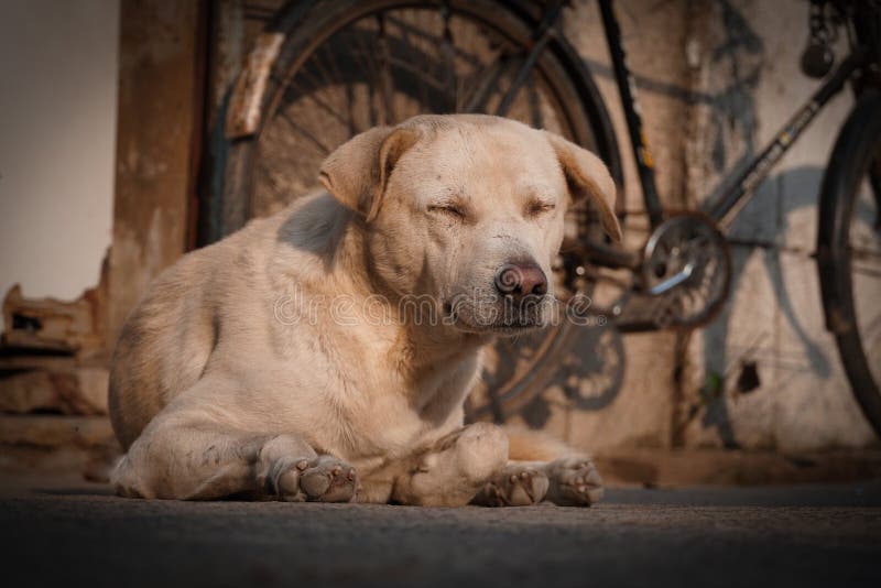A sad-looking street dog stock photo. Image of domestic - 261134606
