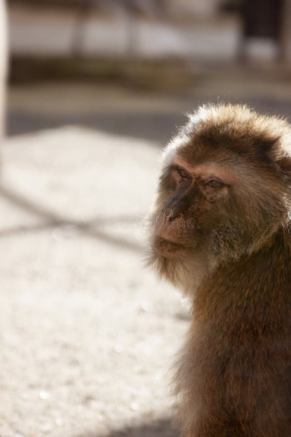Sad macaque portrait stock image. Image of portrait - 207038619